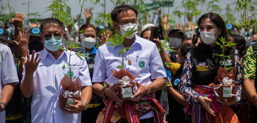 History of Cannabis in South East Asia – Ganja House